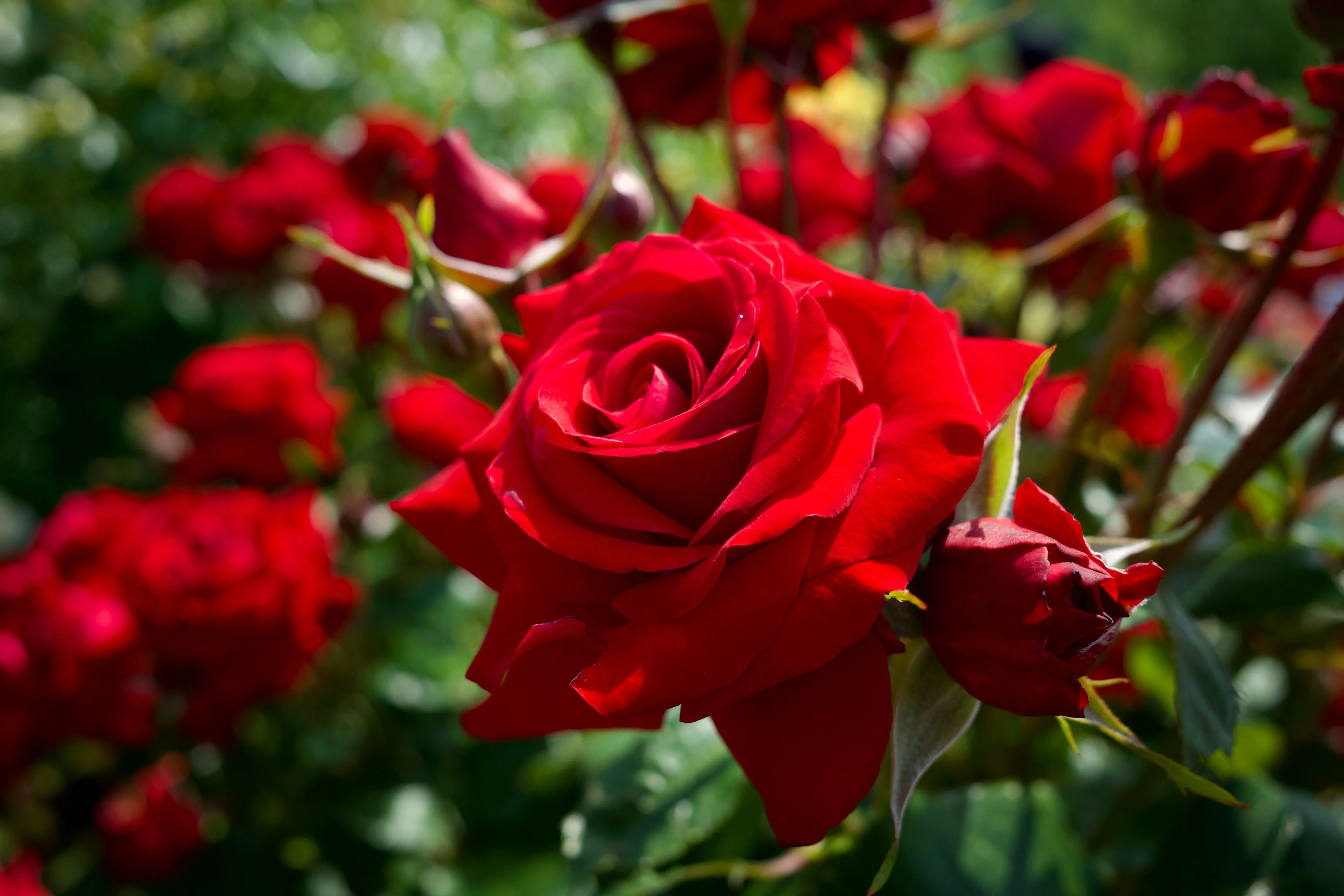 Red Rose Meaning: Why It’s a Classic Flower to Gift | La Belle Fleur
