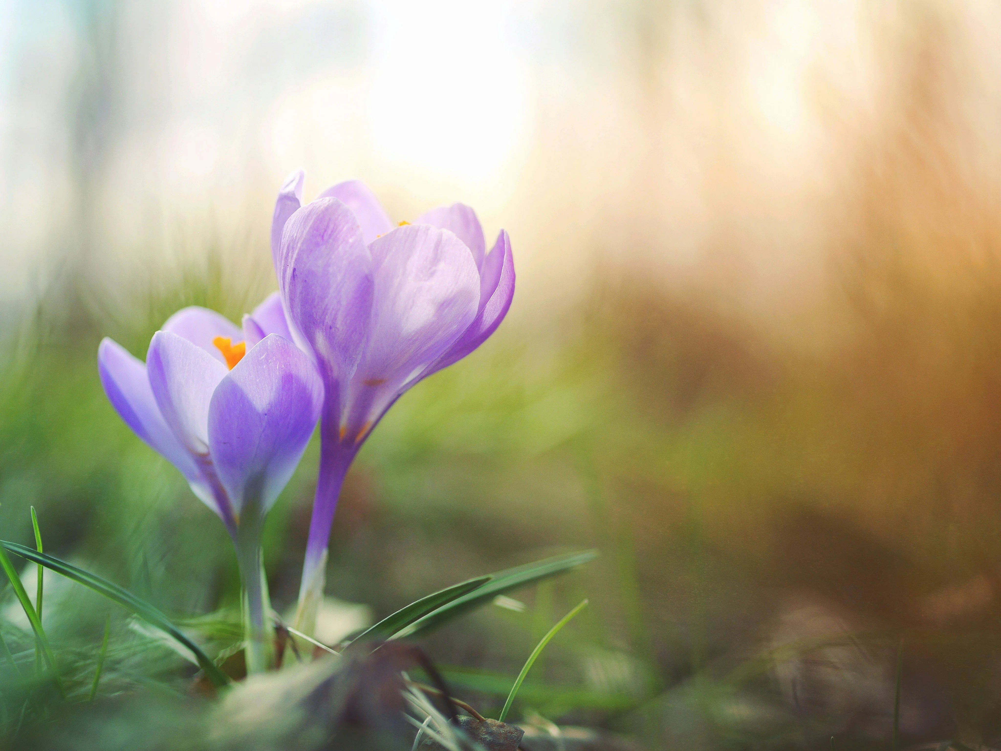 Spring Flowers: 10 Beautiful Arrangements in Season Now | La Belle Fleur