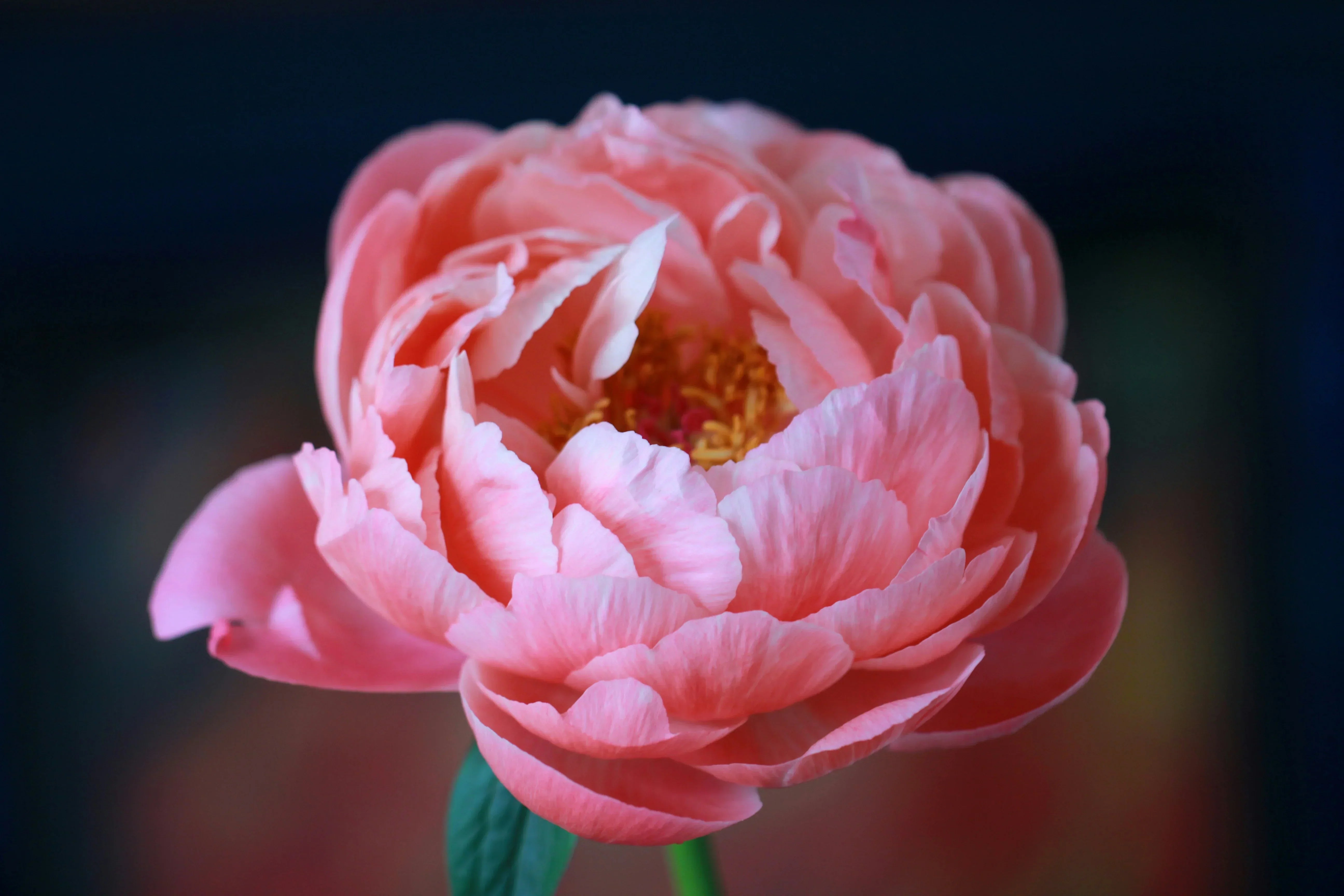 Peony Meaning and History: When to Gift Peonies | La Belle Fleur